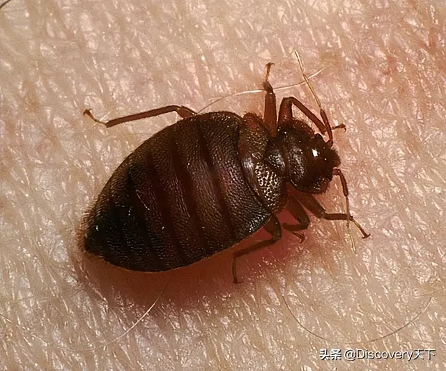 The master hunters among insects each have their own hunting skills ...