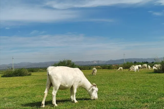 The story of the three shepherd boys inspires us. We may have all heard ...