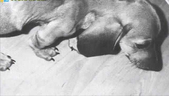 November 3 in history. Main Event: 1: November 3, 1957 - Soviet dog ...