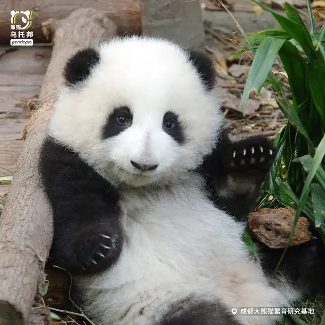 Recently, a "monkey" became popular on the Internet because of its ...