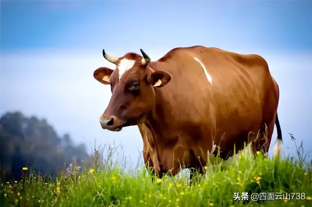 Liang Yingyong, a native of Fanzhi County, Shanxi Province, died at the ...