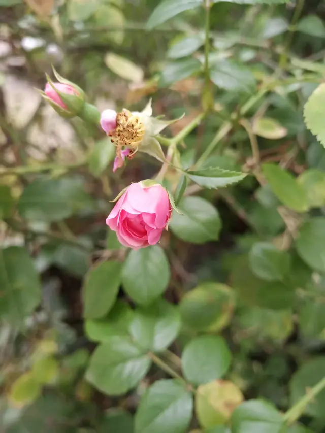 Outstanding figures in the Warring States Period - the miracle doctor ...