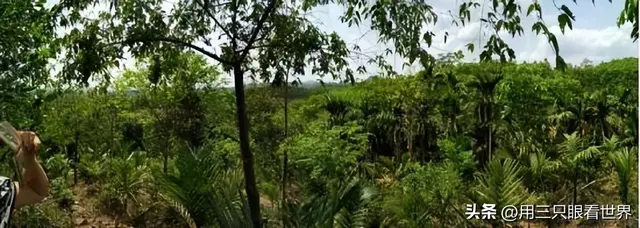 Indelible Memories Pan Hui Lin Guangzhou Old Educated Youth Since ...