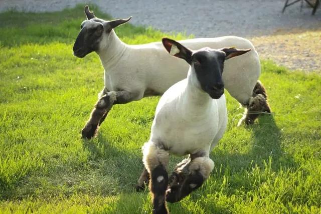 A "horse" is always upright and has a heroic image. Since ancient times ...