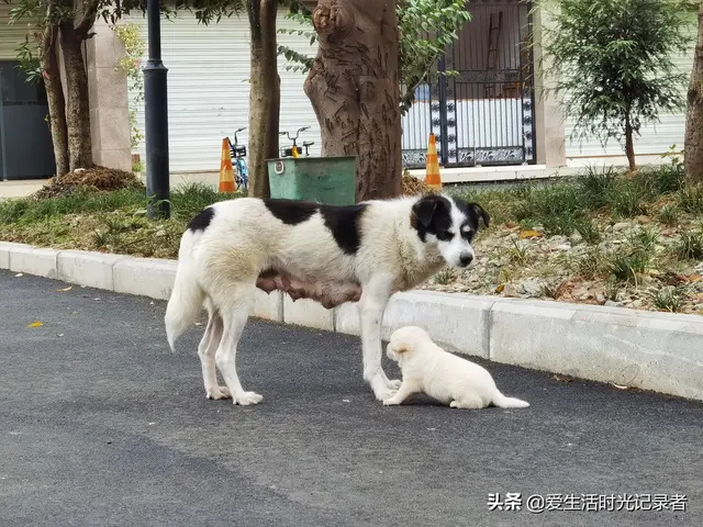 Xiaohua is a stray dog in the park, and she was disliked today! The ...
