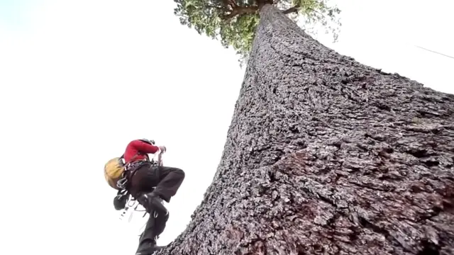 Do you know how tall the tallest tree in our country is? Theoretically ...