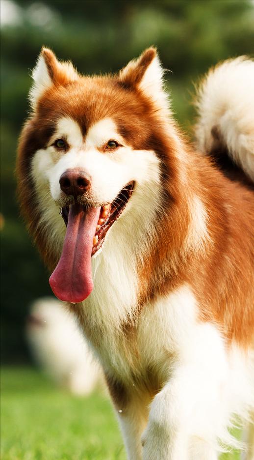 More and more people know about the Alaskan dog. I often see someone ...