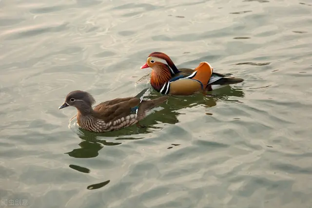 1. The body of the mandarin duck is 38~45 cm long, with a different ...