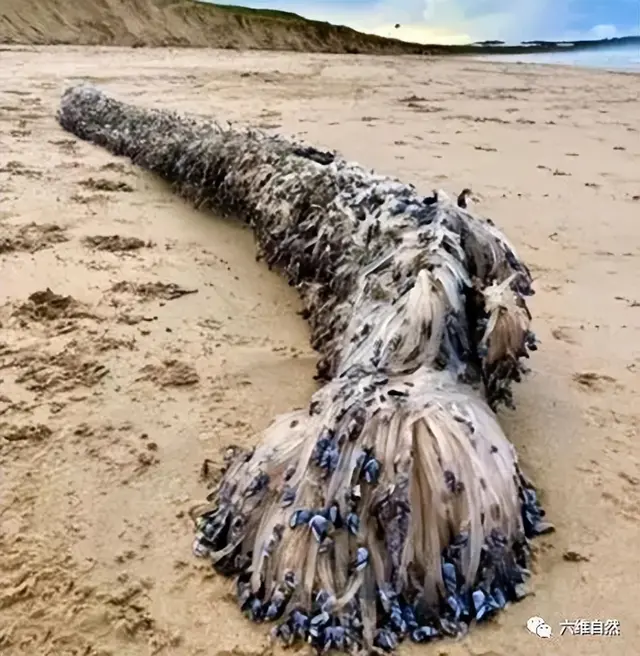 Among marine life, many deep-sea species occasionally appear in the ...