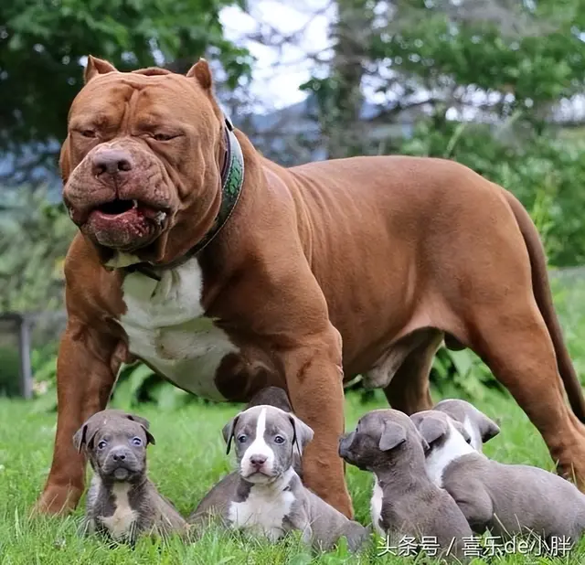 We all know that different dog breeds have strong and weak fighting ...