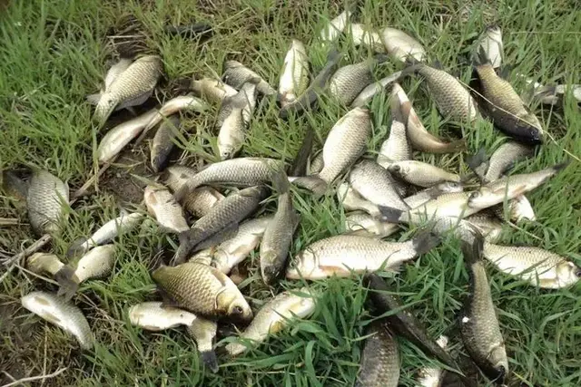 After autumn, there are many fish species in the wild waters, including ...