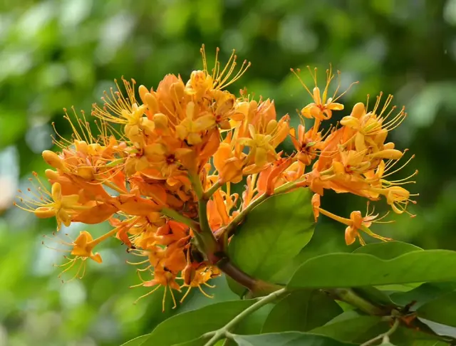 #MarriageHandbook# (1) Chinese Saraca dives, a genus of Saraca in the ...