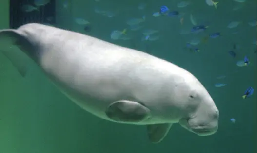 No appearance record for fourteen years! Recently, scientists reported ...