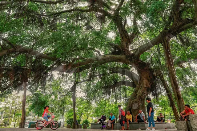 On September 9, the results of the second national ancient trees and ...