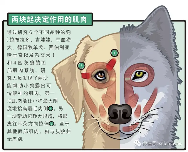 I guess no one can resist the puppy's pitiful eyes. The reason why dogs ...