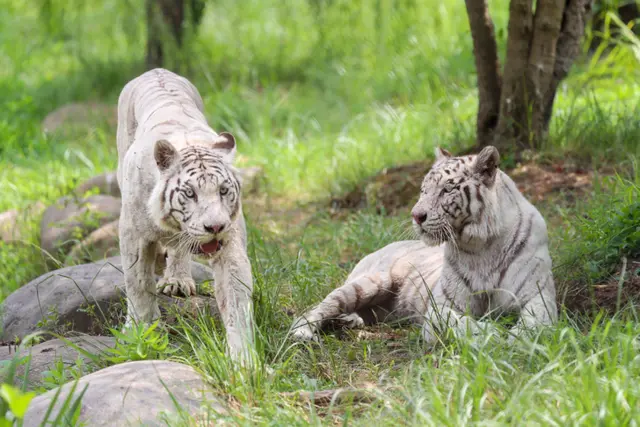 A group of rare white tigers live in the car entering the Shanghai ...