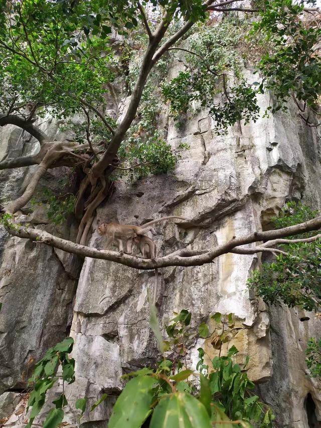 On the morning of October 12, Mr. Qin, a forest ranger at the Jiangbin ...