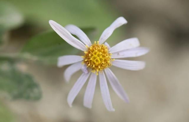 "Malan flower, Malan flower is not afraid of hardworking people talking ...