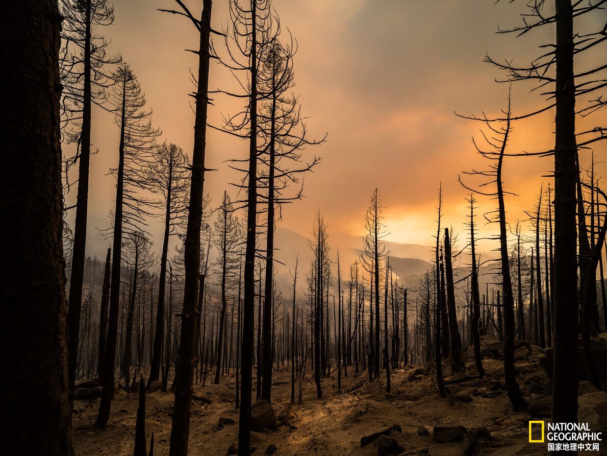 “计划烧除”以保护世界上体积最大的树 - 液压汇