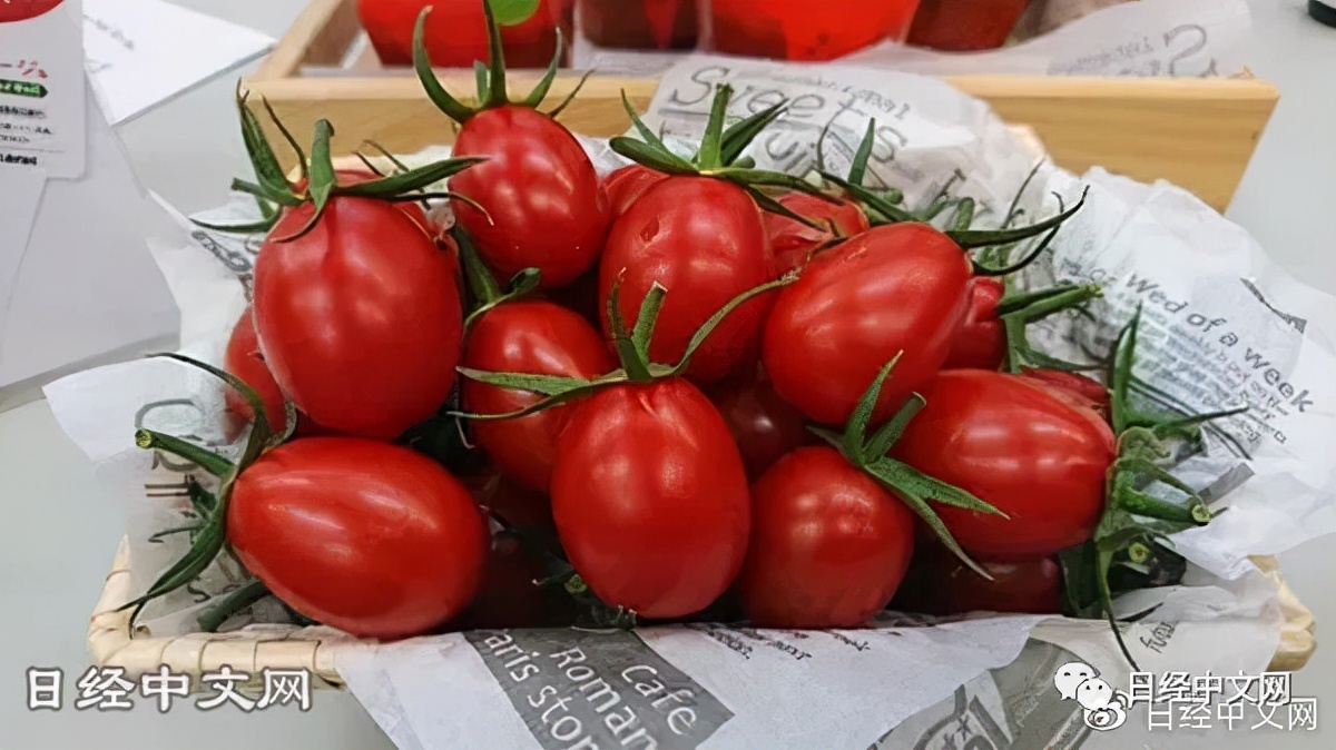 高GABA基因编辑番茄日本上市；植物工厂种植可可树 - 液压汇